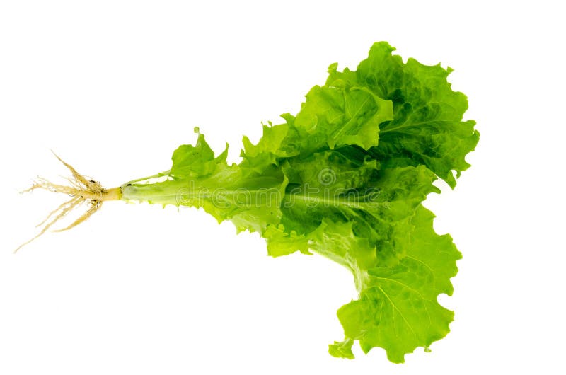 Plant Fresh Green Lettuce with Root. Photo Stock Image - Image of color ...