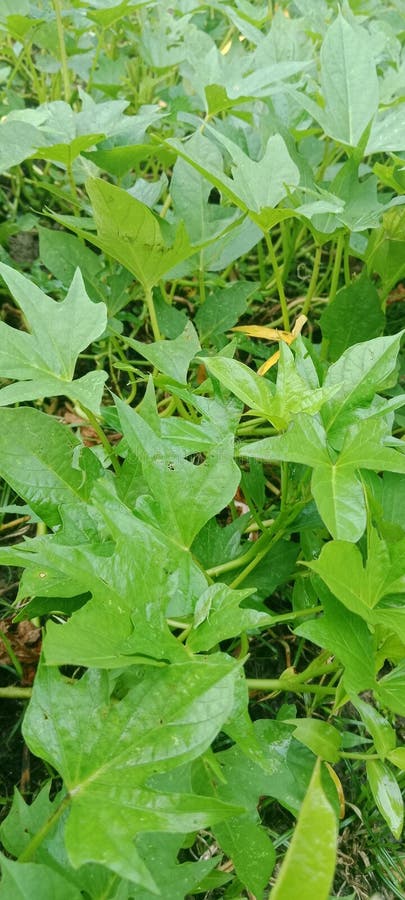 The Plant in Front of the House Fresh Stock Image - Image of house ...
