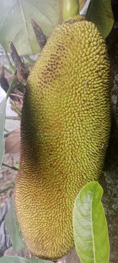 The Jackfruit Tree beside My House Amazing View Stock Image - Image of ...