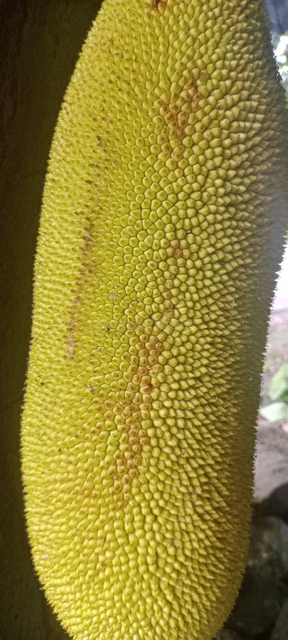 The Jackfruit Tree beside My House Amazing View Stock Photo - Image of ...