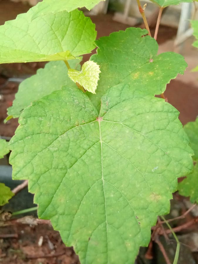 A Plant in Front of the House Whose Leaves are a Bit Rough in Texture ...