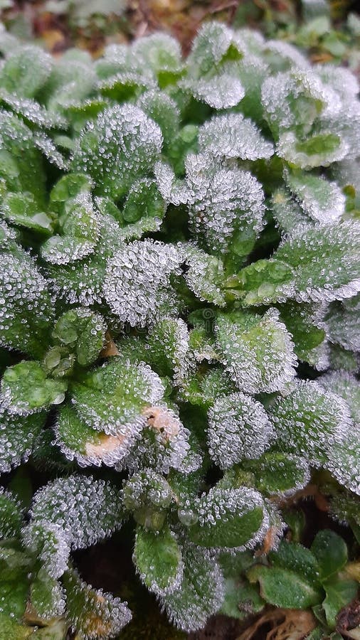 Plant in frost stock photo. Image of winter, frost, plant - 266564066
