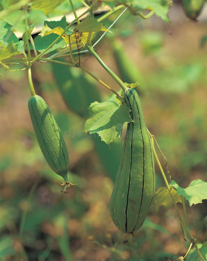 Plant stock image. Image of plant, trunk, stem, thread - 81542647