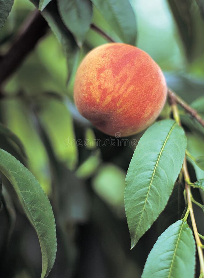 Plant stock photo. Image of apricot, single, plant, branch - 81558994