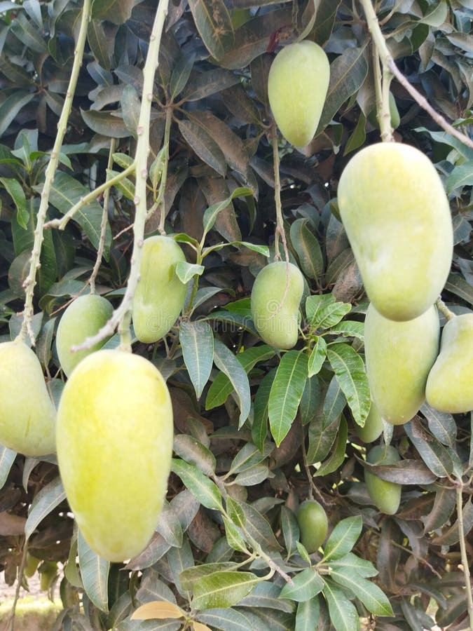Plant , fruit, mango, stock photo. Image of produce - 253932080