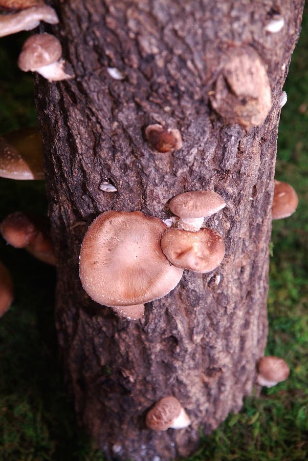 Plant Fungus Infestation. Pyracantha Coccinea Scab Infection. Scarlet ...