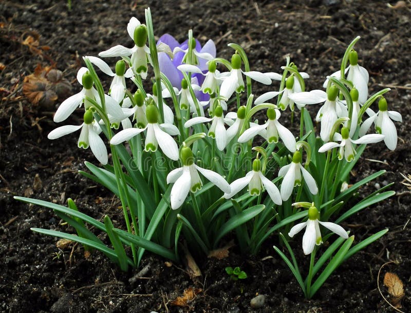Plant, Galanthus, Flower, Flowering Plant Stock Photo - Image of ...