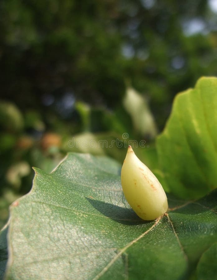 Plant gall stock image. Image of close, detail, countryside - 23435779