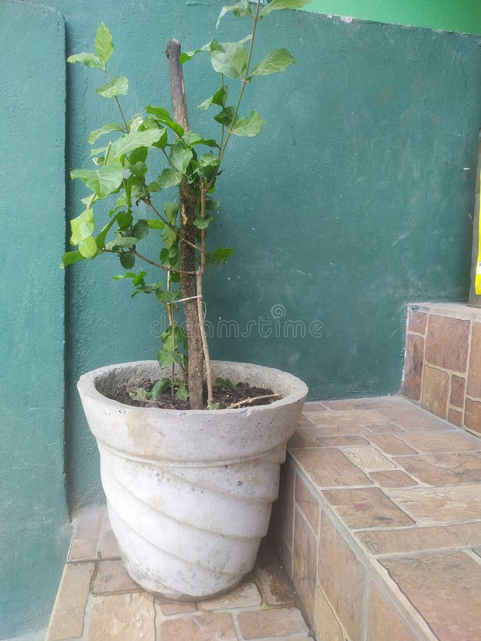 Plant in Gamla Pot , Little Plant in Pot Stock Image - Image of little ...