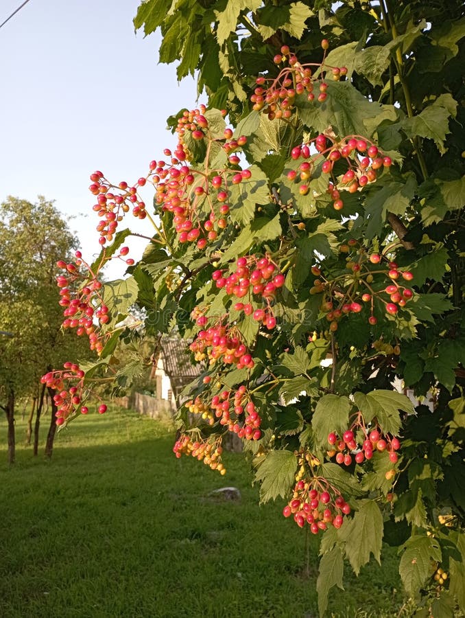 Plant in the Garden. Kalyna Stock Image - Image of shrub, autumn: 270364409