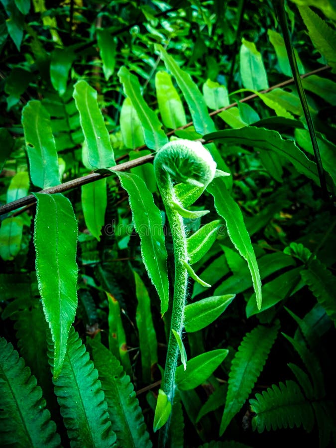 Garden Pakisan Stock Photos - Free & Royalty-Free Stock Photos from ...