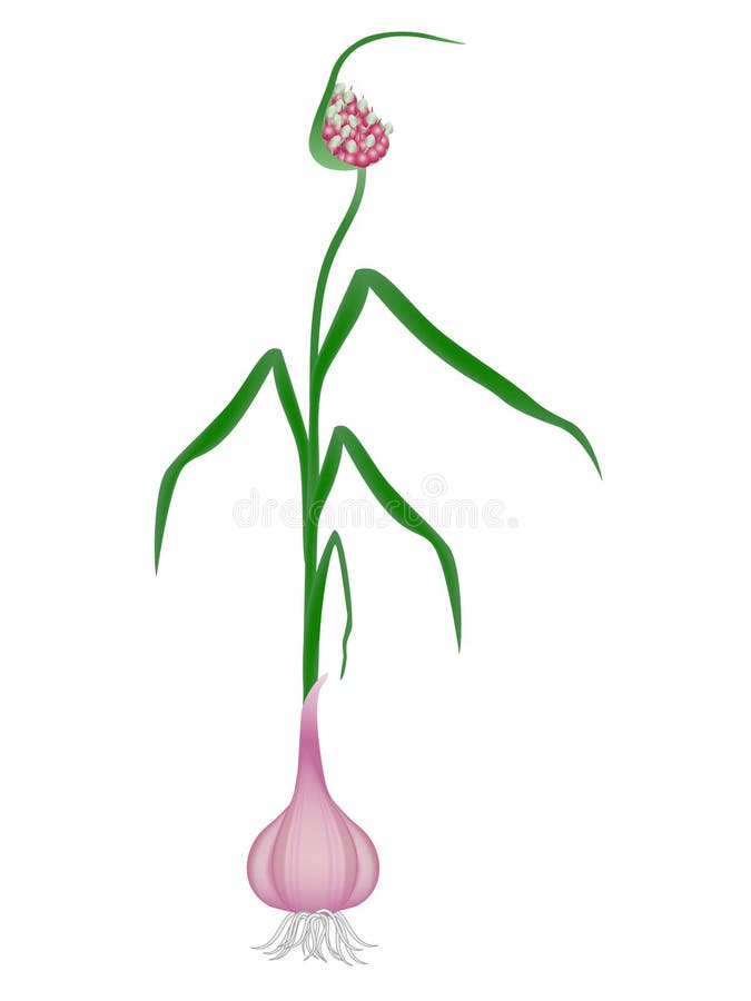 A Plant of Garlic with Roots on a White Background. Stock Vector ...