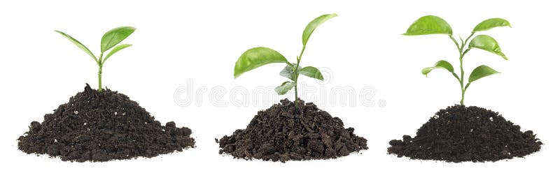 Growing Plant in Soil Isolated on White Background. Plant Germination ...