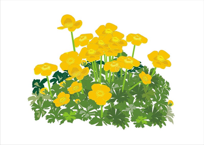 Plant Geum stock vector. Illustration of vegetation, design - 31845116