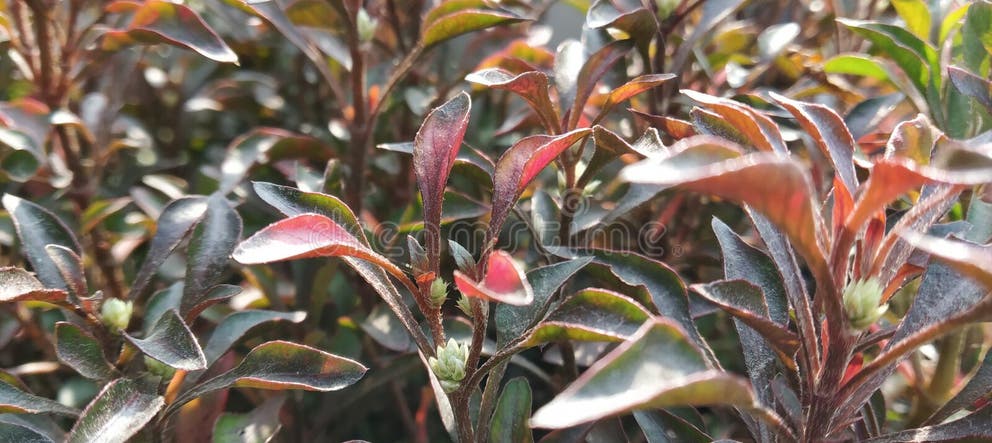 Plant Gives Oxygen so Save Tree Save Life Stock Photo - Image of save ...