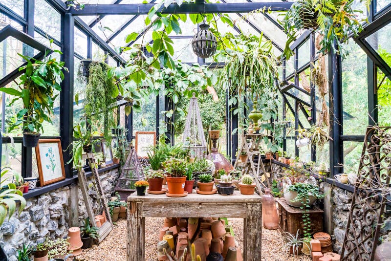 Plant in glass house stock photo. Image of flower, floral - 115696746