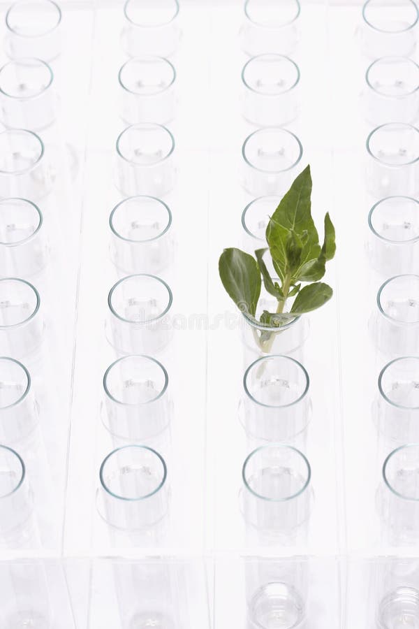 Plant in Glass Surrounded by Empty Glasses Stock Image - Image of ...