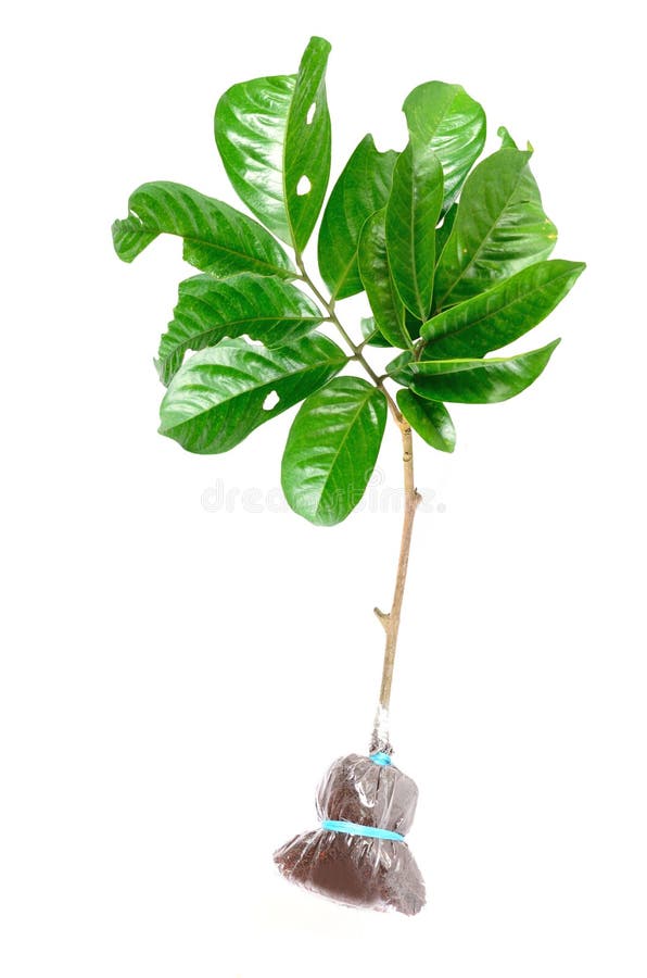 Plant Grafting and budding stock image. Image of growth - 33716817