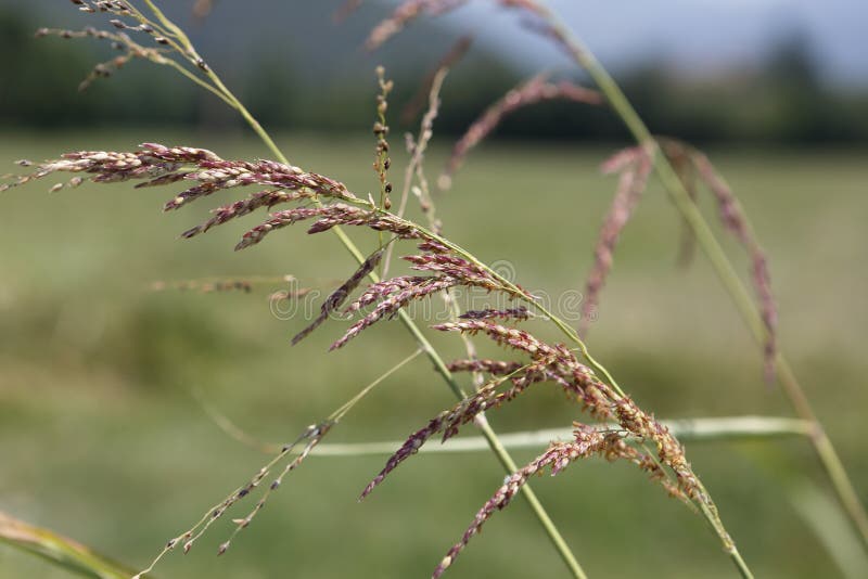 Graminaceae Stock Photos - Free & Royalty-Free Stock Photos from Dreamstime