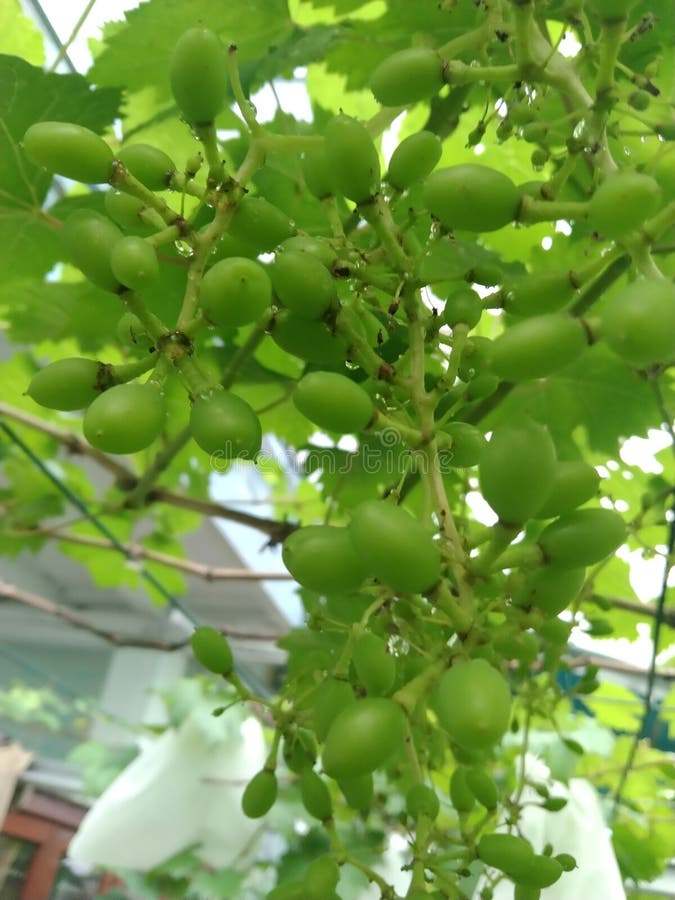 Plant Grape Fruit Grape stock photo. Image of green - 263346240
