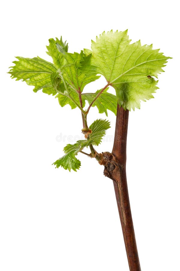 Grape Stalk on White Background Stock Photo - Image of summertime ...