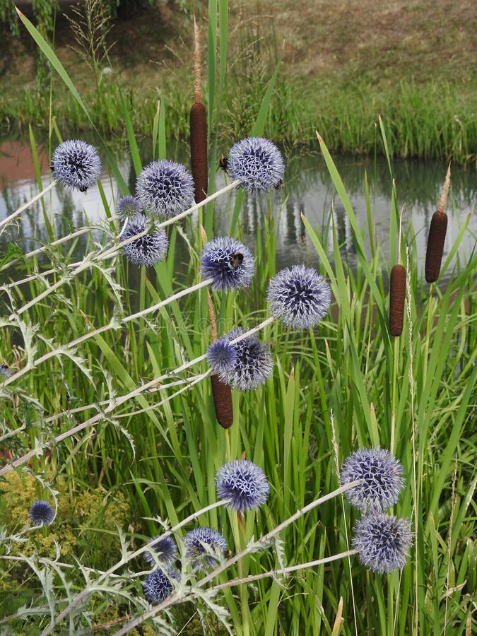 Plant, Grass, Flora, Grass Family Picture. Image: 134004159