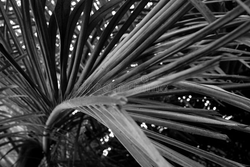 Plant Grass Gray Scale Black and White Fern Cabbage Tree Stock Photo ...