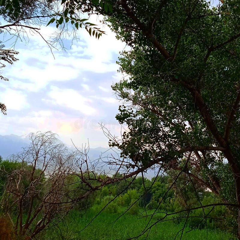 Plant, Grass, Trees, Sky Nature. Stock Image - Image of grass, forest ...
