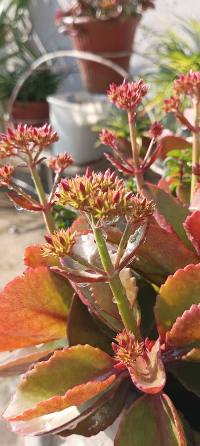 Plant Green Bloom Summer Outdoor Stock Image - Image of blossom, nature ...