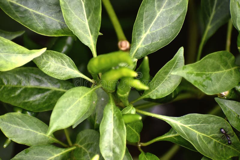 Plant of green chilli stock image. Image of chilli, branch - 252204939