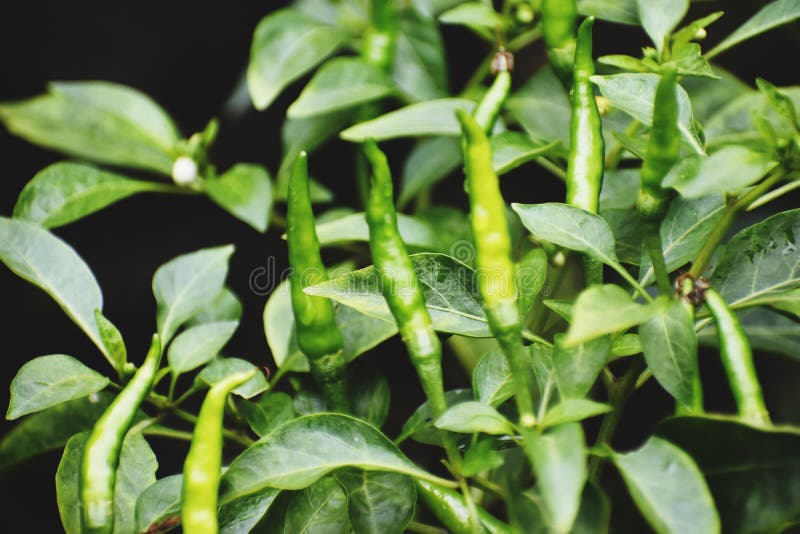 Plant of green chilli stock photo. Image of food, flower - 252204820