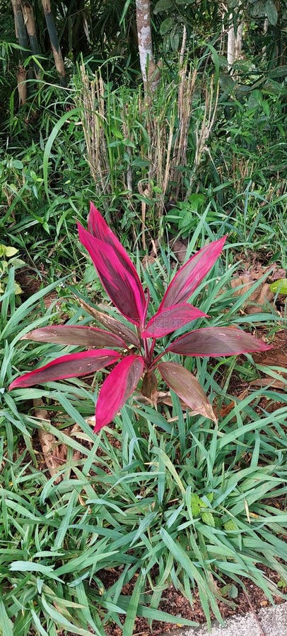 Plant green grass red tree stock photo. Image of plant - 275698936