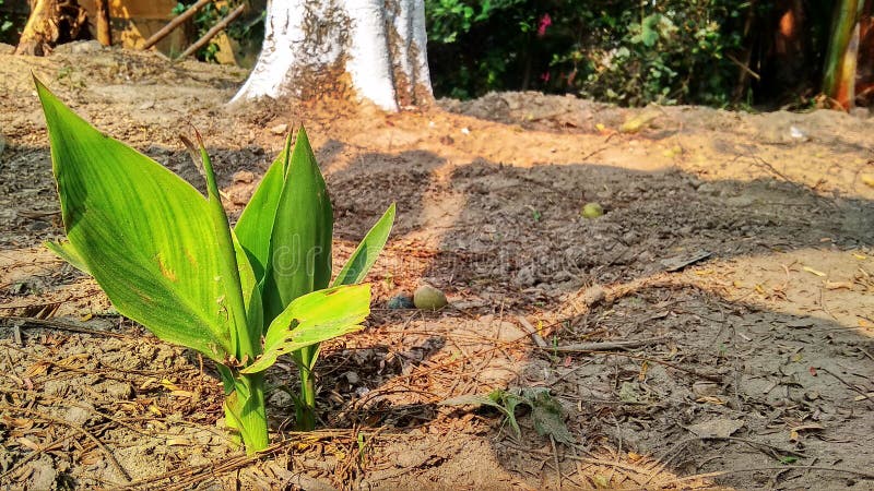 Plant stock photo. Image of ground, soil, green, plant - 131725248