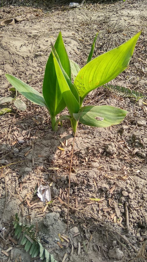 Plant stock image. Image of green, plant, soil, dert - 131725621