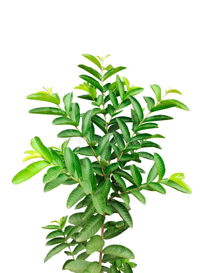 A Green Guava Tree Leaves and a Transparent Background, a Plant with ...