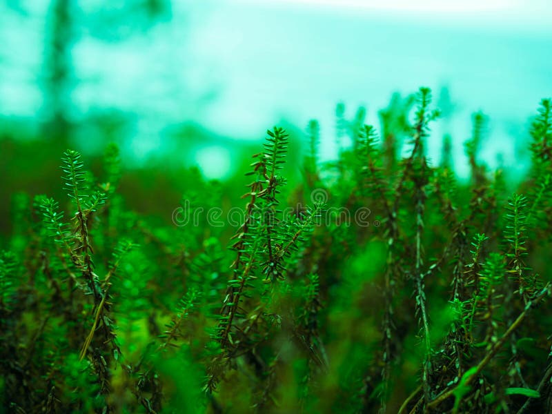 Plant green Heather n stock image. Image of minimal - 144794169