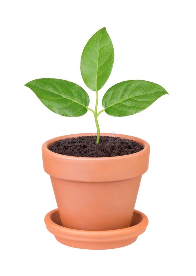Plant With Green Leaves Growing In A Pot Stock Photo - Image of growth ...