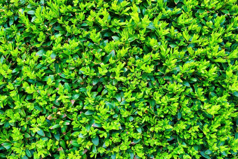 Plant with Green Leaves Natural Pattern. Abstract Background ...
