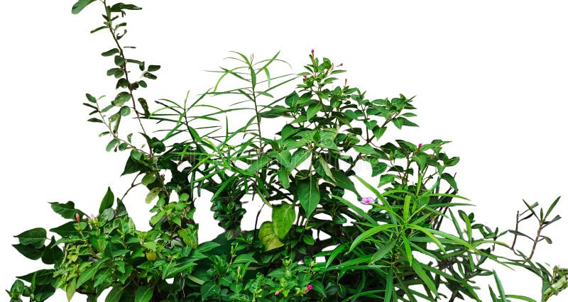 A Plant with Green Leaves and Leaves on a Transparent Background, a ...