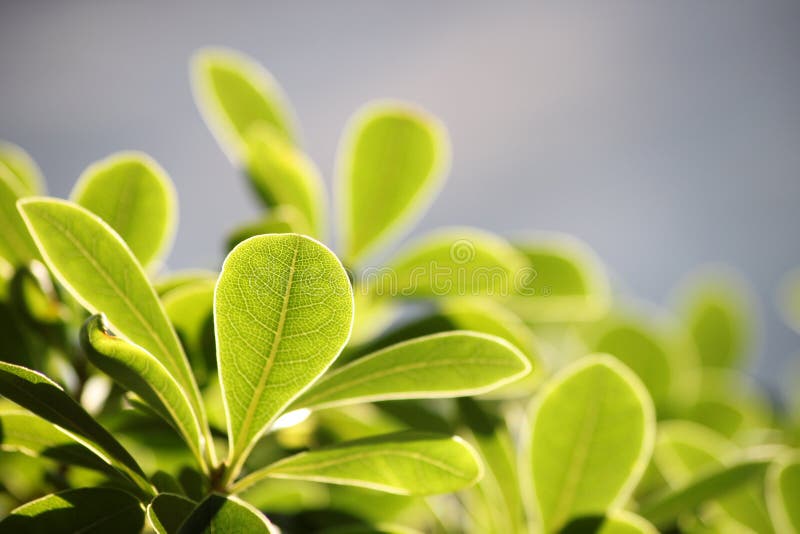 Macro plant stock photo. Image of plant, flower, light - 142305740