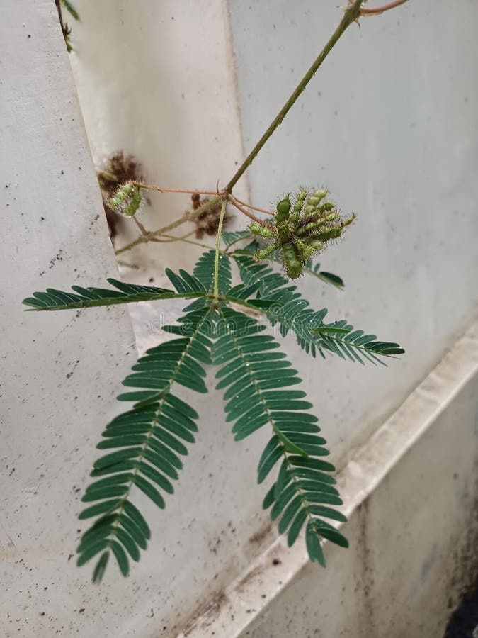 Plant green mimosa fruit stock image. Image of plant - 359965763