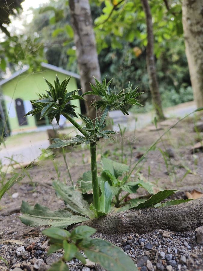 Plant Green Natural Wood Stone Small Leaf Stock Image - Image of wood ...
