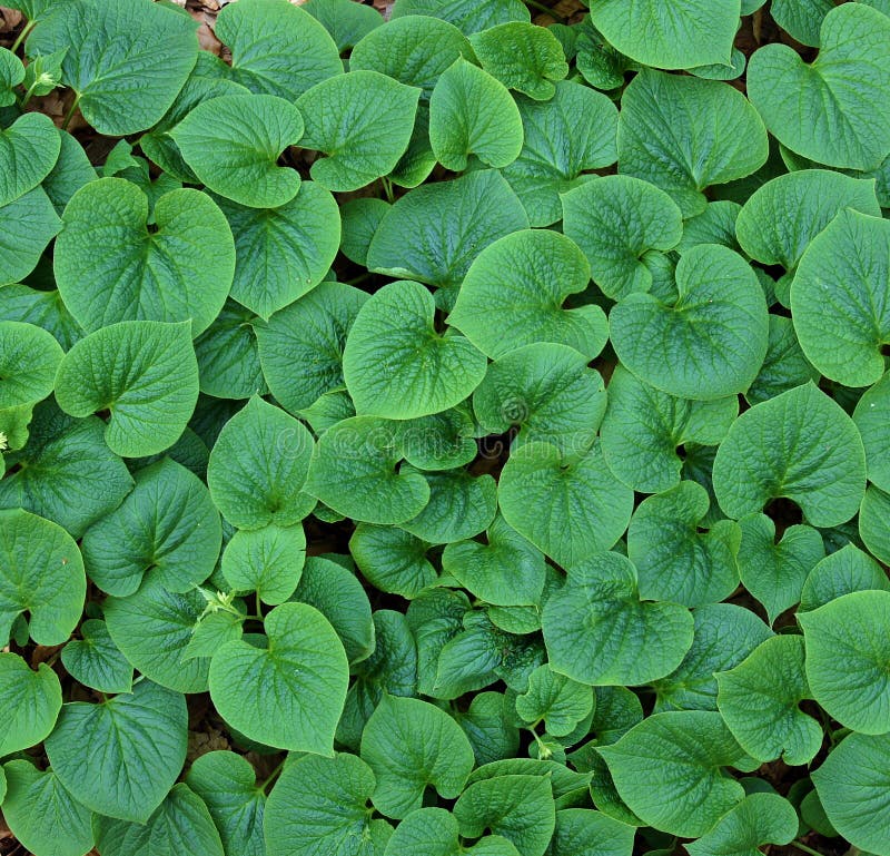 Plant with Green Round Leaves Stock Photo - Image of flora, background ...