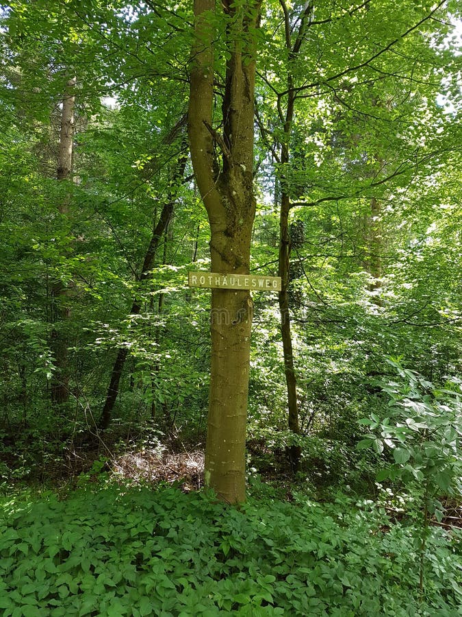 Plant, Green, Tree, Terrestrial Plant Stock Photo - Image of grass ...