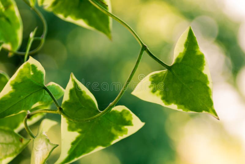 Plant with Green Triangle Leaves Stock Image - Image of nature, forest ...