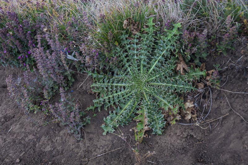 A plant on a ground cliff stock photo. Image of business - 206213974
