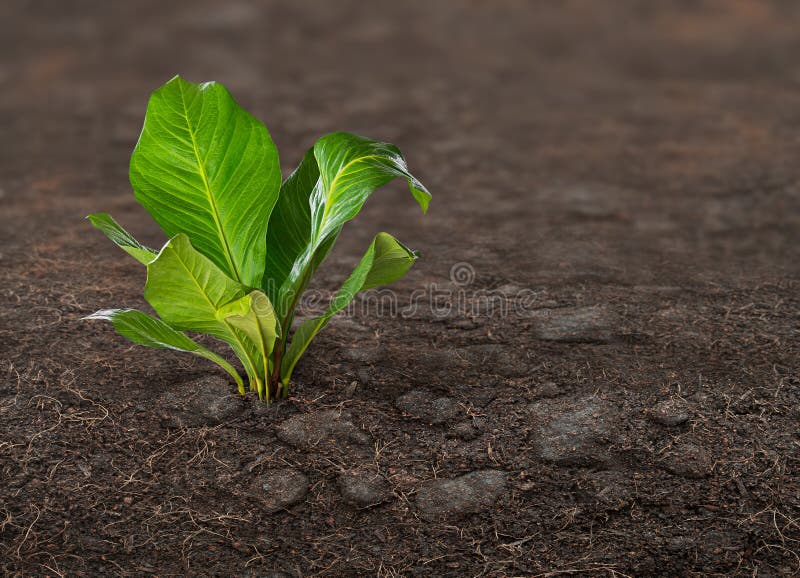 Plant on ground stock photo. Image of country, cultivate - 43908030