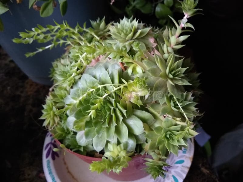 Plant Grow Love Life Beautiful Stock Image - Image of love, grow: 164775539