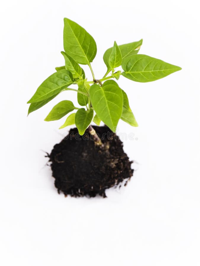 Plant growing stock image. Image of seed, flora, growth - 10238915