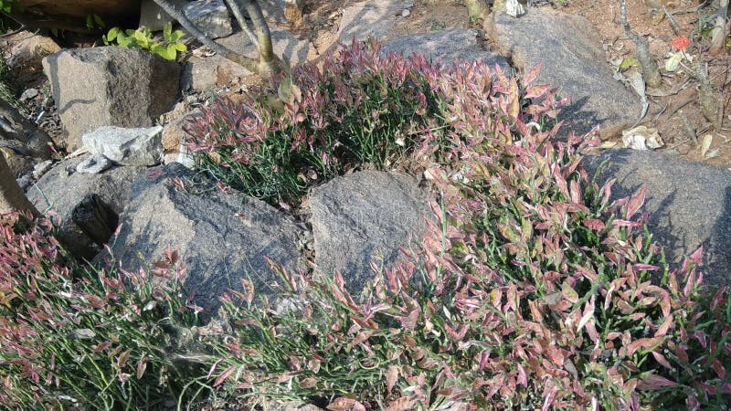 Plant growing around rocks stock photo. Image of landscape - 166141470